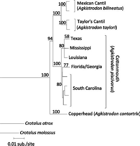 Neighbor Joining Phylogram With Terminal Branches Condensed From All Download Scientific