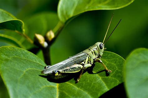 Grasshopper Insect Wallpapers Hd Desktop And Mobile Backgrounds