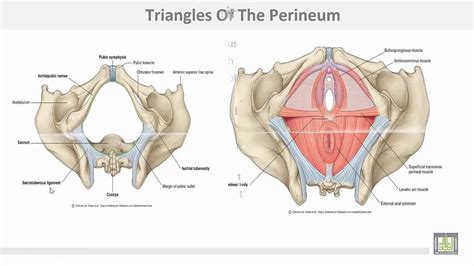 Anatomy 1 C3 L8 Perineum 1 Youtube