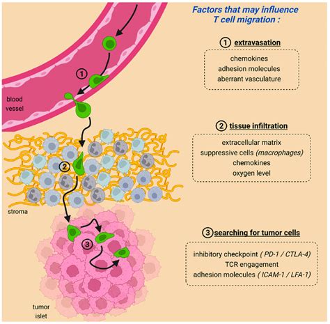 The Different Steps Of T Cell Migration In Tumors 1 During The First Download Scientific