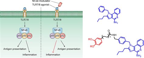 Improving The Adjuvanticity Of Small Molecule Immune Potentiators Using