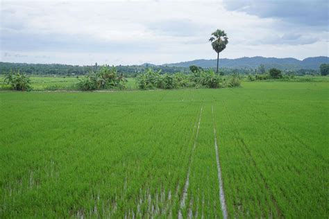 မင်းဘူးခရိုင် စီမံအုပ်ချုပ်ရေးအဖွဲ့ဥက္ကဋ္ဌနှင့် အဖွဲ့ဝင်များ ငဖဲမြို့နယ်အတွင်း စိုက်ပျိုးစွမ