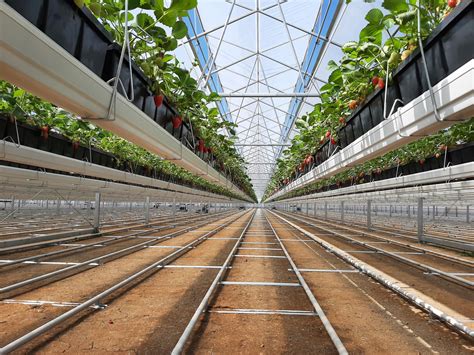 Beekers Berries Agrowser