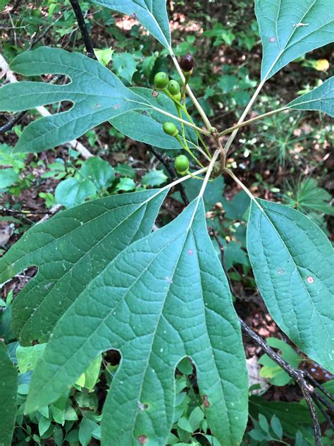 Sassafras Sassafras Albidum Flower Moon Nursery