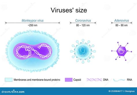 What Is The Usual Size Range Of Viruses At Irene Rayburn Blog