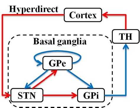 Connections In The Closed Loop Network The Red Arrows Represent Download Scientific Diagram
