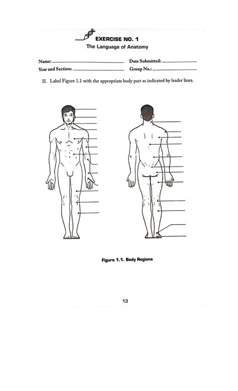Anaphy Exercises Human Anatomy And Physiology Laboratory Manual Activities EXERCISE NO