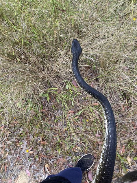 Diamond Python Blue Mountains Nsw Raustraliansnakes