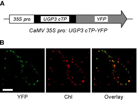Figure 1 From A Chloroplastic Udp Glucose Pyrophosphorylase From Arabidopsis Is The Committed