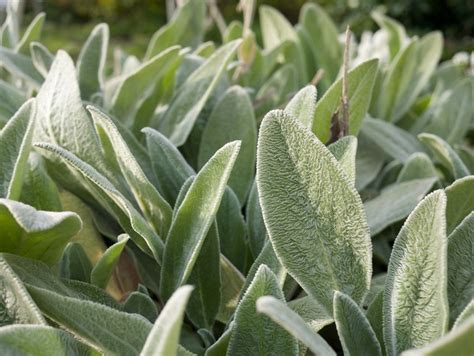 Чистец: посадка и уход в открытом грунте, выращивание из семян