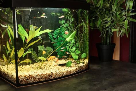 How To Set Up A Fish Tank A Step By Step Guide