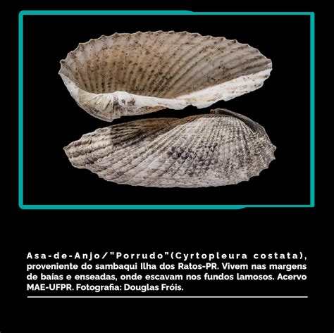 Exposição Virtual Entre Conchas Mae Ufpr