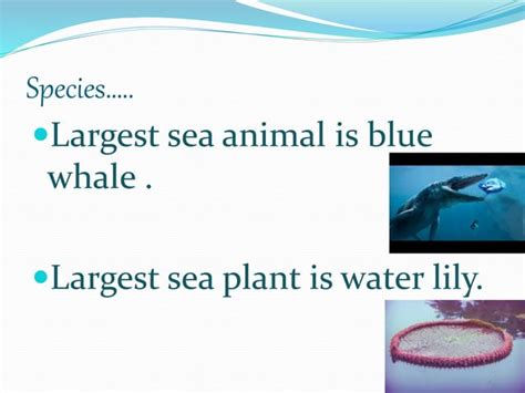 Biome Aquatic Biome Classification Pptx