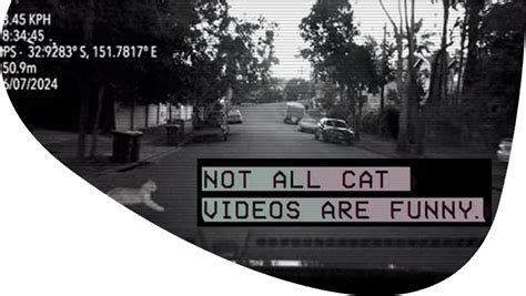 Roaming Cats Dangers Statistics And Safe Solutions