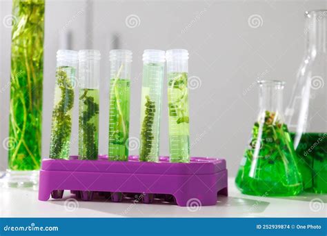 Research And Biotech Science Scientists Are Developing Research On Algae Bio Energy Biofuel