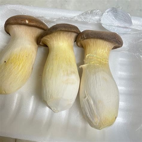 새송이버섯 상한 건가요 지식in