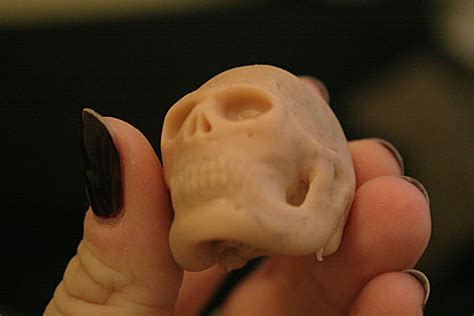 Skull At Anatomy And Art