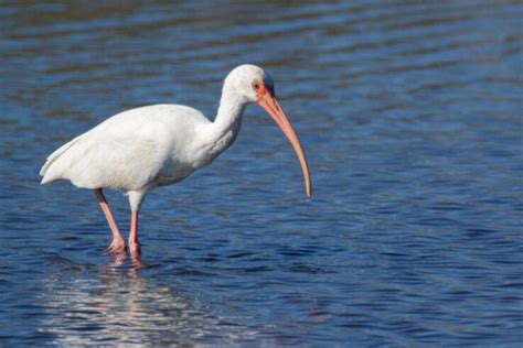 11 White Birds With Long Beaks Of North America With Pictures
