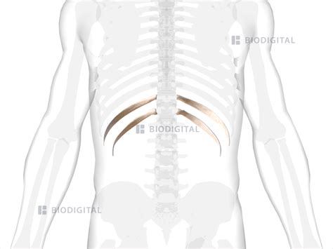 Floating Ribs Biodigital Anatomy