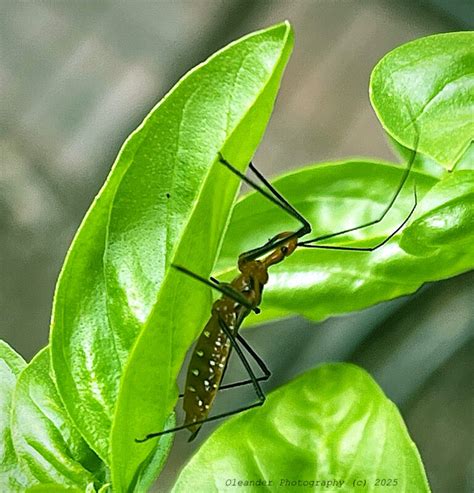 Toxicology Answer The Assassin Bug Acep Now