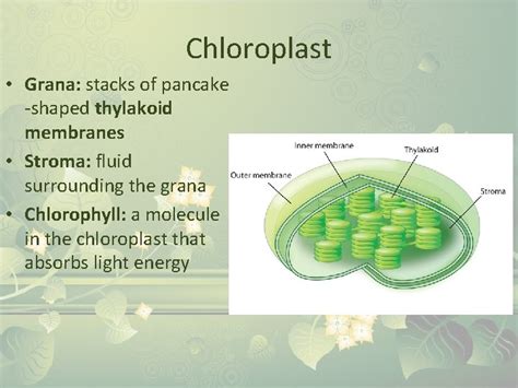 Photosynthesis Early Questions About Plants How Does A