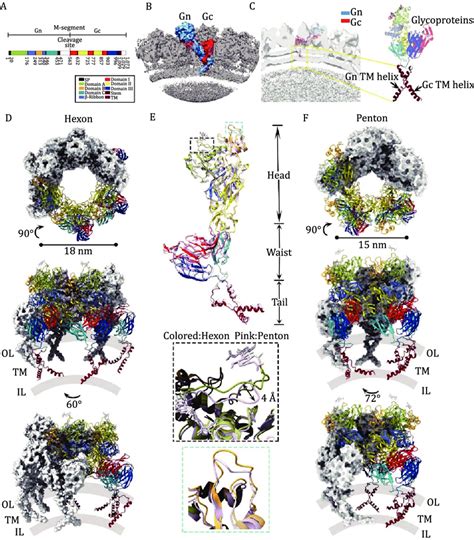 Organization And Atomic Structure Of Native Sftsv Glycoproteins A Download Scientific