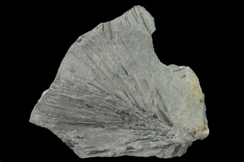 4 3 Pennsylvanian Scale Tree Lepidodendron Fossil Plate Kentucky 136830 For Sale