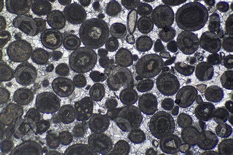 Oolitic Limestone Thin Section In Plane Polarized Light 32x Oolitic Limestone Chemical