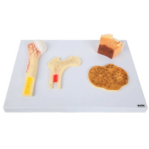 Anatomy Model Bone Structure