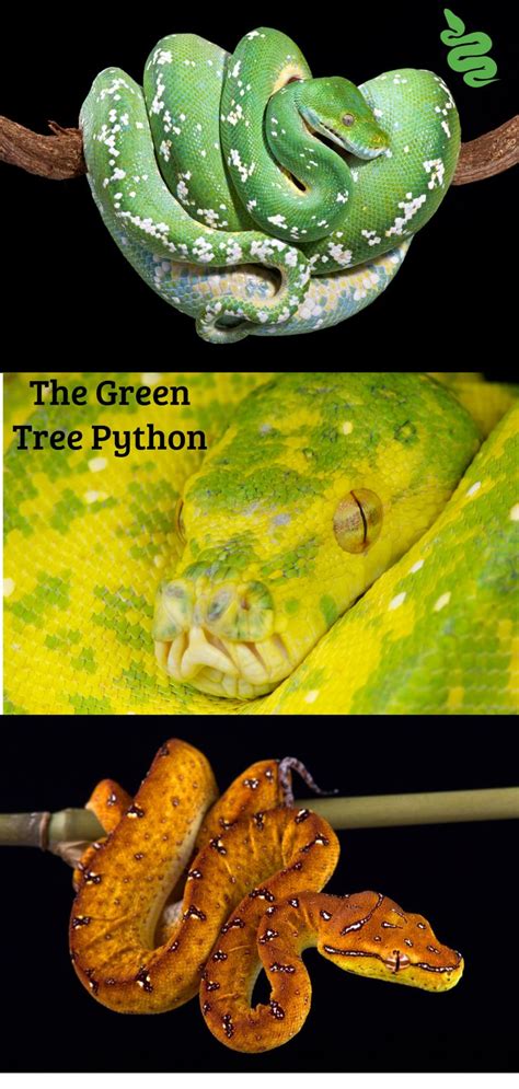 Green Tree Pythons Green Trees Green Python