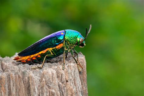 Image Of Greenlegged Metallic Beetle Or Jewel Beetle Or Metallic