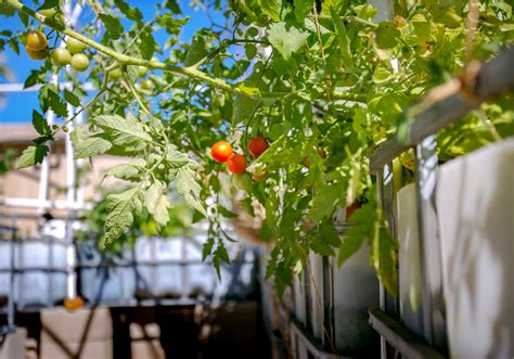 8 Innovative Uses For Ibc Totes On Homesteads Ibcs For Agriculture