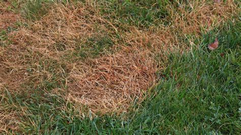 How To Recognize Signs Of Lawn Grubs As A Grass Pest Global Ideas