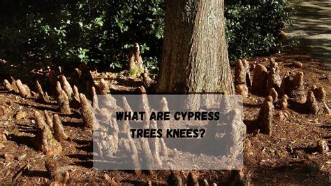 7 Possible Reasons Why Do Cypress Trees Have Knees