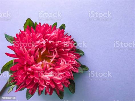 배경 최소한의 개념 평면도 텍스트 복사 공간에 분홍색과 꽃 꽃 0명에 대한 스톡 사진 및 기타 이미지 0명 가을 과꽃 Istock