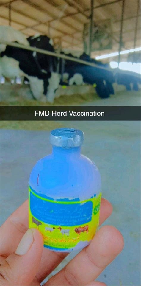 Important Things About Herd Vaccination 💫🙌 You Must Follow The