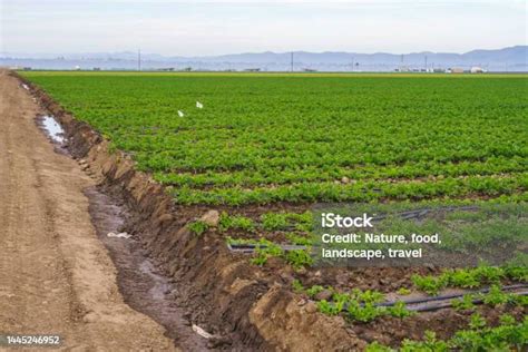 어린 식물이 줄지어 있는 농업 분야 셀러리 밭 및 관개 시스템 0명에 대한 스톡 사진 및 기타 이미지 0명 계절 과일 Istock