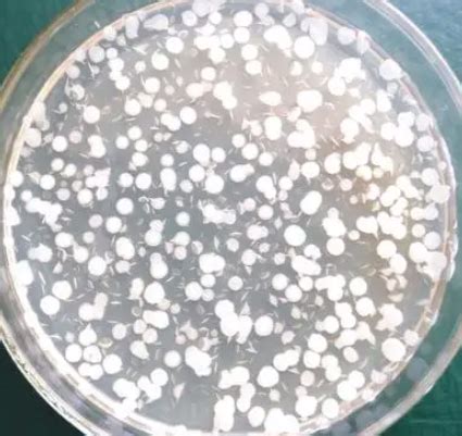 烟酸芽胞杆菌 品牌 微生物菌种查询网 中国 ChemicalBook