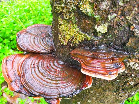 Ganoderma Mushrooms That Grow On Trees That Are Dry And Weathered Stock Image Image Of Garden