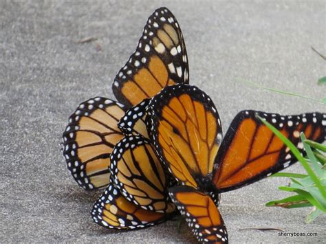 Simply Living Butterfly Sex