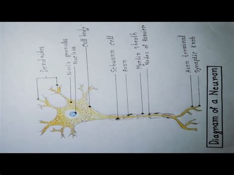 How To Draw Neuron Cell Easy Draw Nnervous System Easy YouTube