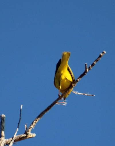 Yellow Warbler Butt R Birdbutts