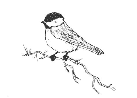 How To Draw A Chickadee