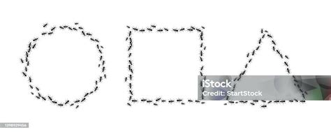 개미 흔적 원 사각형 삼각형 프레임 흰색 배경에 일하는 개미의 선 곤충 그룹이 행진하거나 길을 걷고 있습니다 곤충 식민지 제어 소독 벡터 일러스트 레이 션 가정 생활에 대한