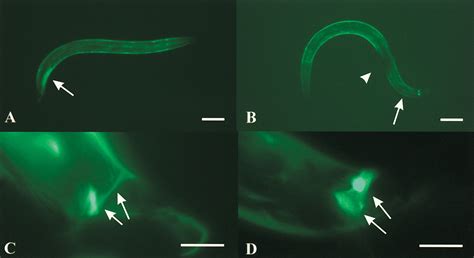 Regulation Of Distinct Muscle Behaviors Controls The C Elegans Males