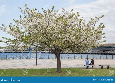 Lover Under The Sakura Tree Editorial Photo Image Of Garden Japanese 91121451