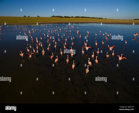 Flamingos Flock In The Cosat Line Peninsula Valdes Chubut Province