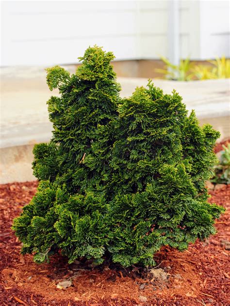 Chamaecyparis Obtusa Hinoki Dwarf Hinoki Falsecypress Chamaecyparis