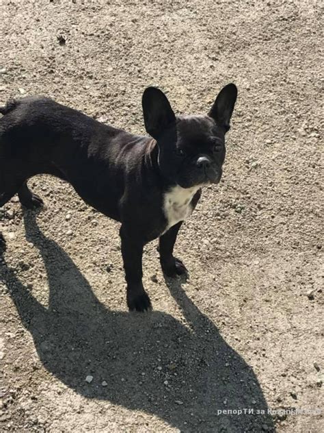 Намерен е френски булдог РепорТИ за Казанлък