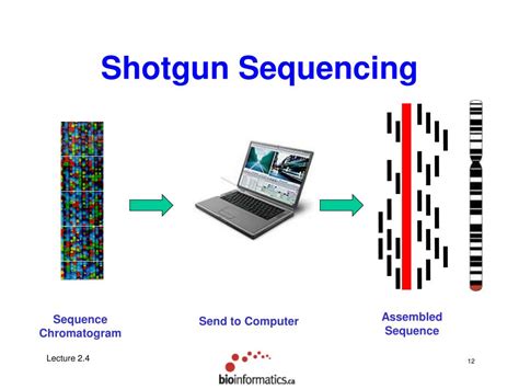 Ppt Sequencing And Sequence Alignment Powerpoint Presentation Free